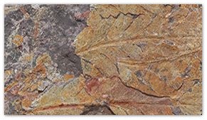 Fósseis Estudados - Laboratório de Paleontologia USP - Ribeirão Preto