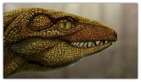 Fósseis Estudados - Laboratório de Paleontologia USP - Ribeirão Preto