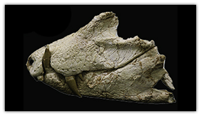 Fósseis Estudados - Laboratório de Paleontologia USP - Ribeirão Preto